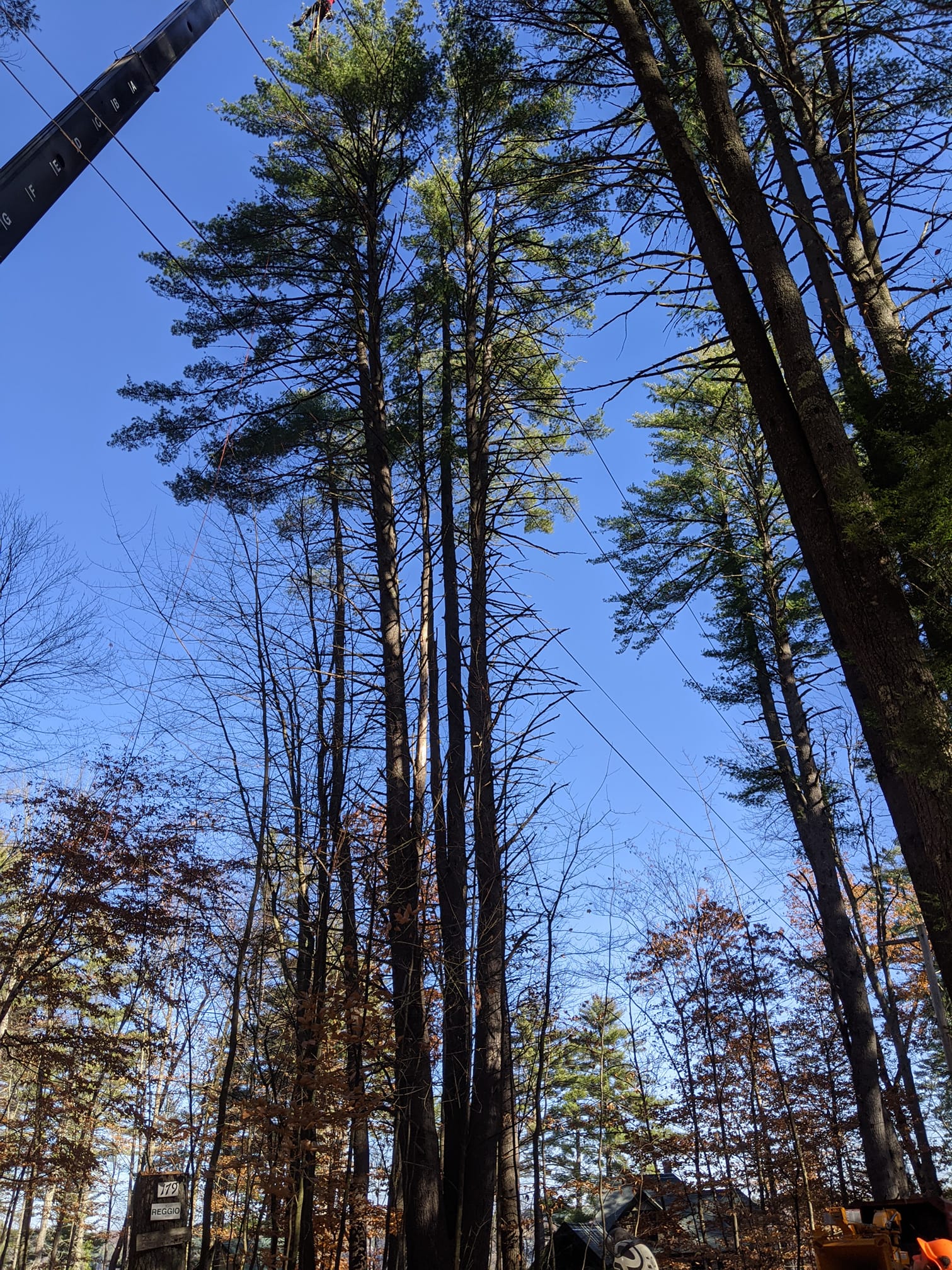 Contact All Seasons Tree Service LLC | Belgrade ME | Kennebec County