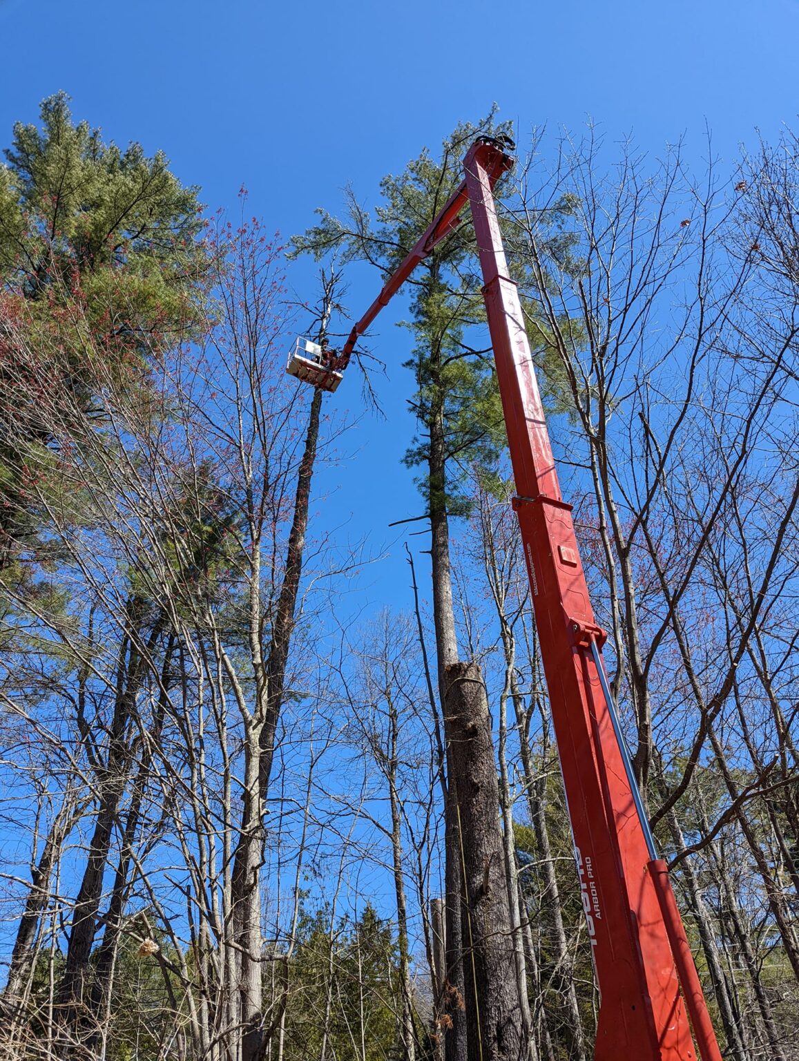 All Seasons Tree Service LLC - Belgrade, ME | Arborist